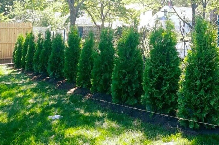 Privacy Trees CT | Privacy trees for sale